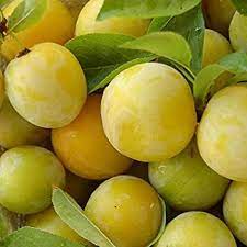 Livraison de Panier Biologique a domicile – Le Panier Bio De Chez Nous